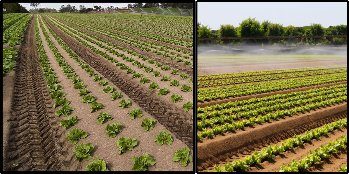 Organic Farming vs. Conventional Farming Organic Farming vs. Conventional Farming